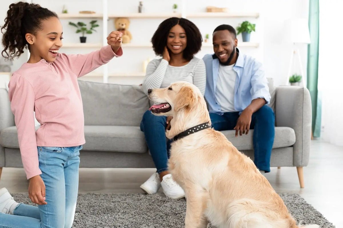 5 Positive Dog Training Techniques Every Pet Owner Should Know
